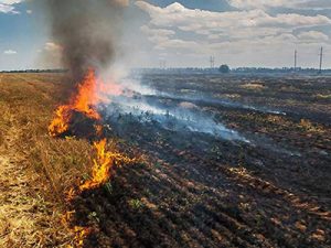 🍃The Ultimate Guide to Investing in a Biomass Pyrolysis Plant