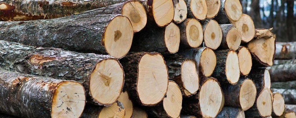 What Wood Species to Choose from to Make Charcoal