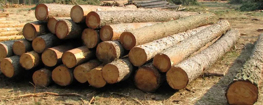 What Wood Species to Choose from to Make Charcoal