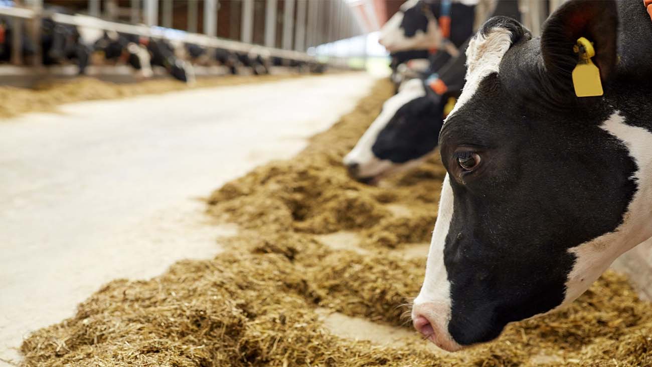 How Biochar Reduces Carbon Footprint - Beston Group